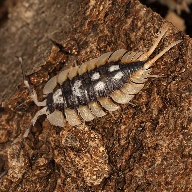 ISOPODS - Pre-order and pick up at May 31 Reptile Expo | Reptiles ...