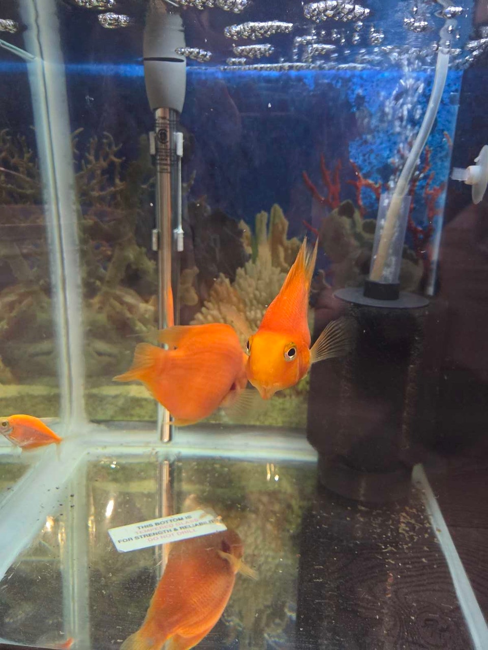 Red Parrot fish | Fish for Rehoming | Laval / North Shore | Free local ...