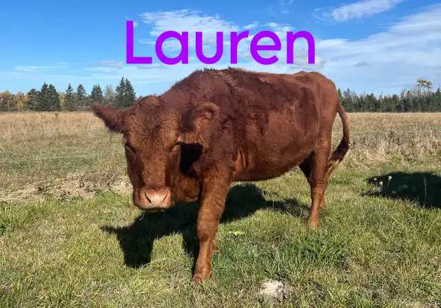 ON HOLD-2 Year Old Beef Heifer | Livestock | Bedford | Free local ...