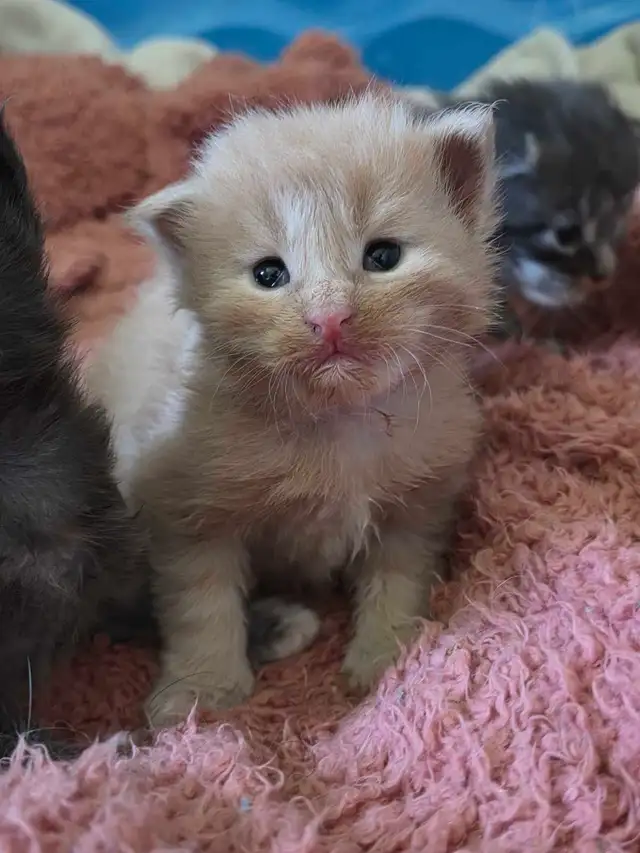 Maine Coon Kittens | Cats & Kittens for Rehoming | Yarmouth | Free ...