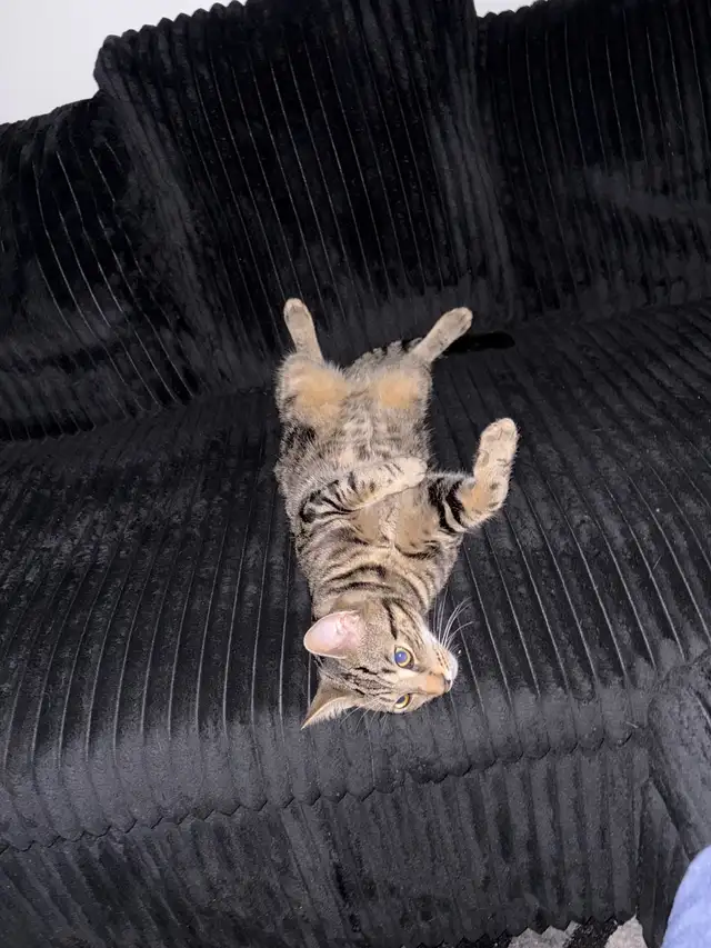 kitty for rehoming | Cats & Kittens for Rehoming | London | Free local ...