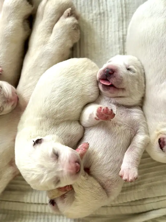 Reservation Open for Purebred White Alabai Puppies | Dogs & Puppies for ...