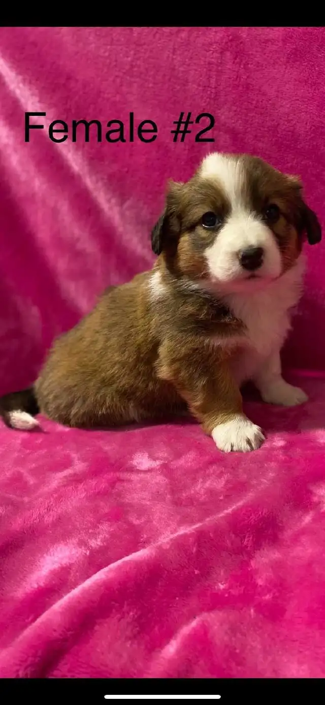 Borgi Puppies For Sale! | Dogs & Puppies for Rehoming | Edmonton | Free ...