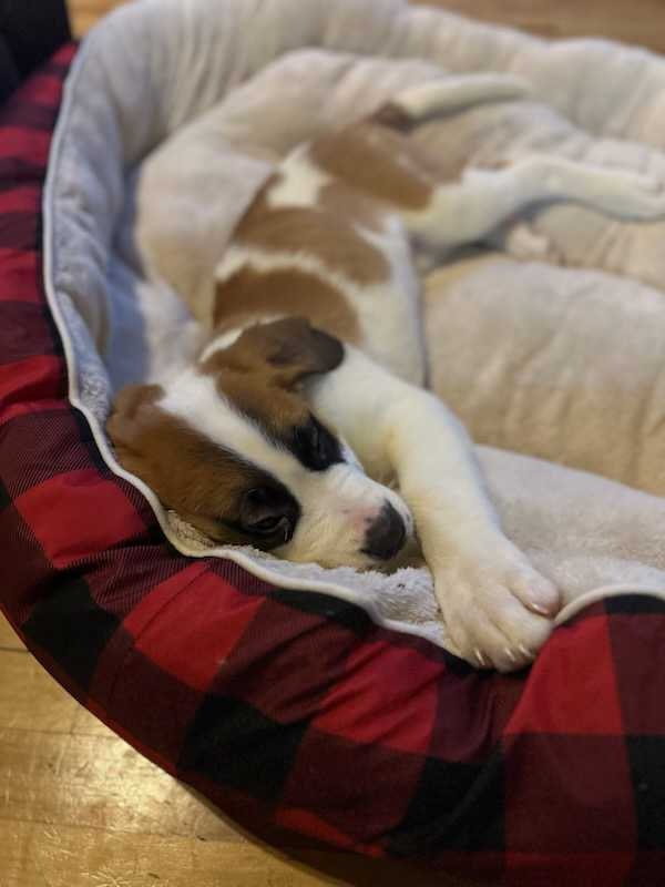 Saint Bernard Puppy - Female(last one) | Dogs & Puppies for Rehoming ...