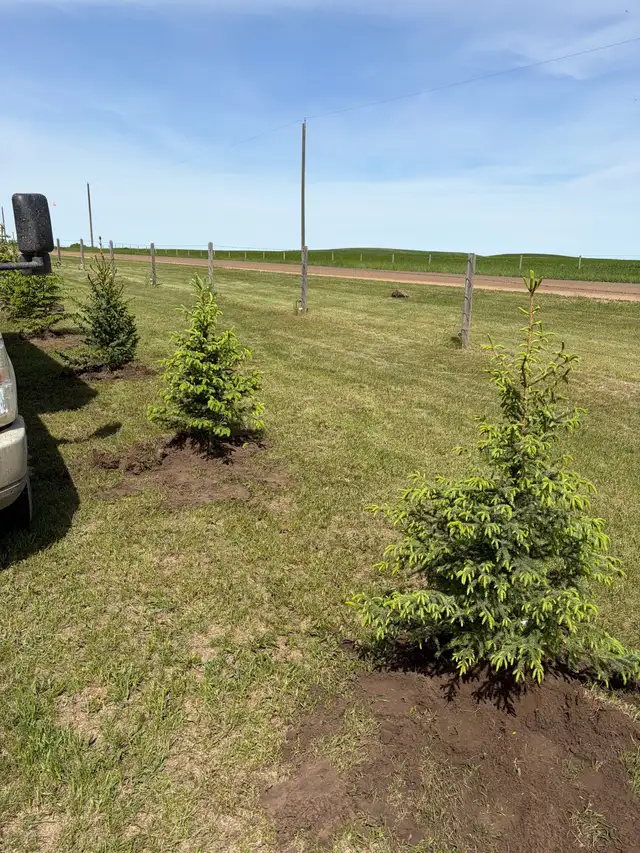 spruce, cedars, poplar, pine trees | Plants, Fertilizer & Soil ...