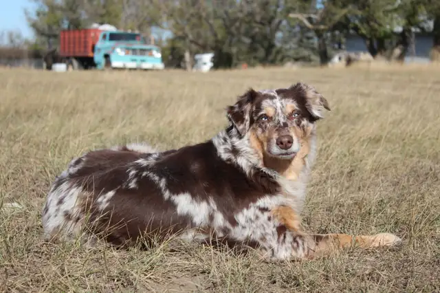 Standard Australian Shepherd Puppies *ASCA Registered* | Dogs & Puppies ...