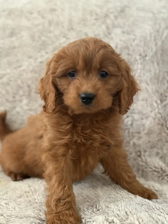 Mini Cockapoo | Dogs & Puppies for Rehoming | City of Montréal | Free ...
