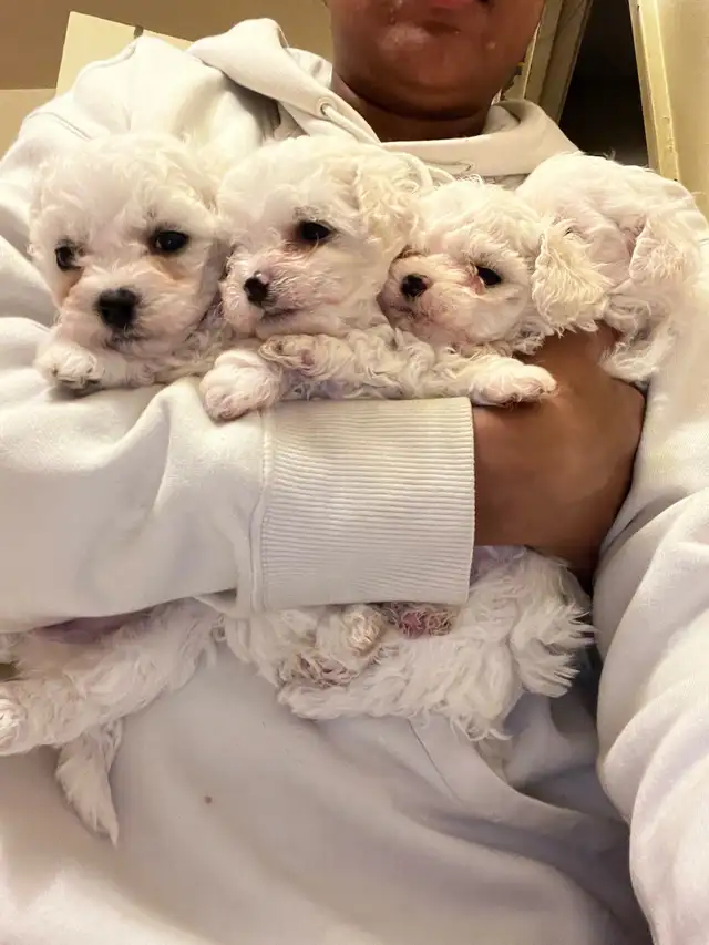 Adorable Maltese/Havanese/ Poodle Puppies – Ready for New Home | Dogs ...