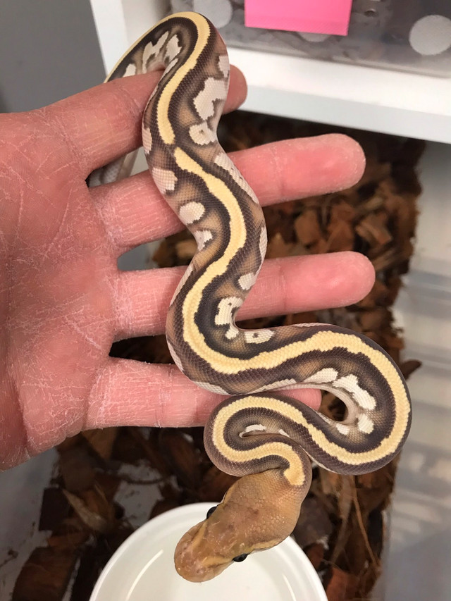 Liste Pythons Disponibles Reptiles Et Amphibiens à Adopter
