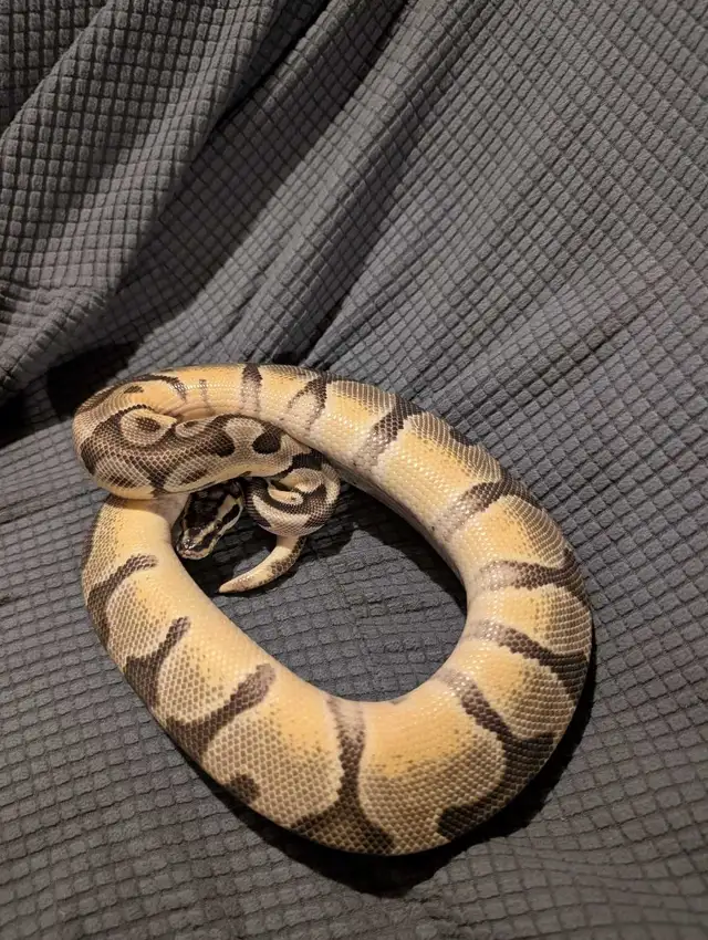 ball pythons | Reptiles & Amphibians for Rehoming | London | Free local ...