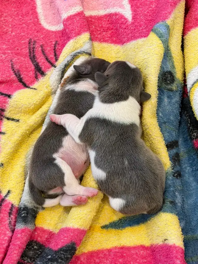 frenchie cross pups | Dogs & Puppies for Rehoming | Brantford | Free ...