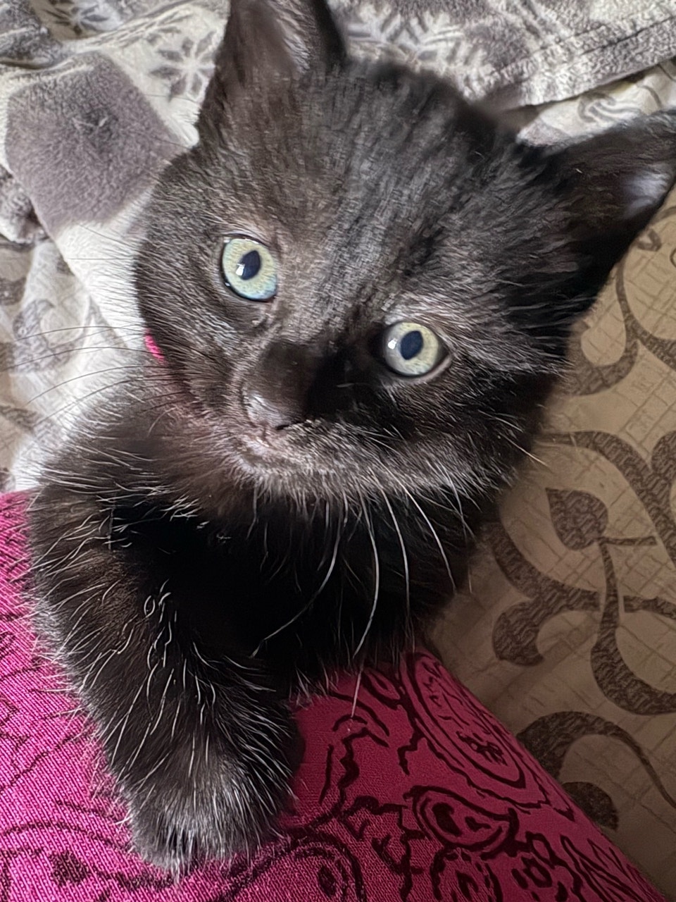 1 Beautiful Female Russian Blue/Snowy Bengal Kitten | Cats & Kittens ...
