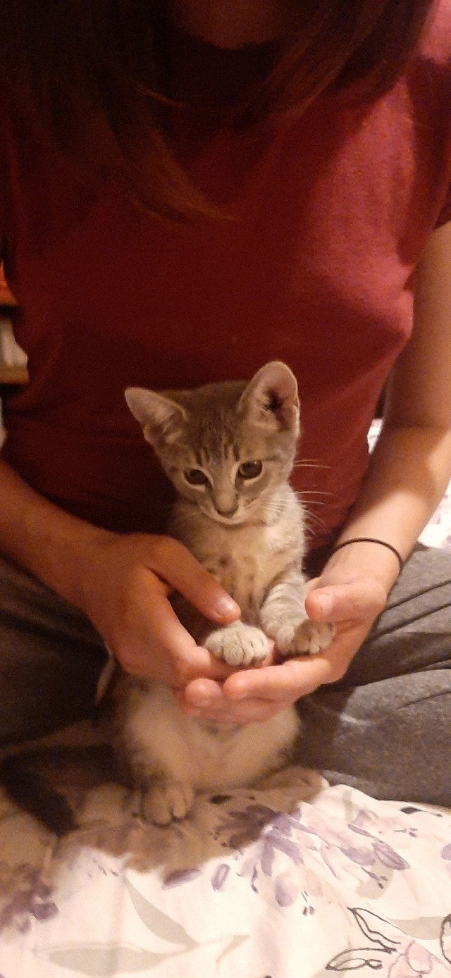 Free kittens | Cats & Kittens for Rehoming | La Ronge | Kijiji