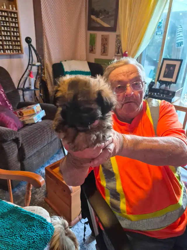 Sweet and loveable | Dogs & Puppies for Rehoming | Chatham-Kent | Free ...