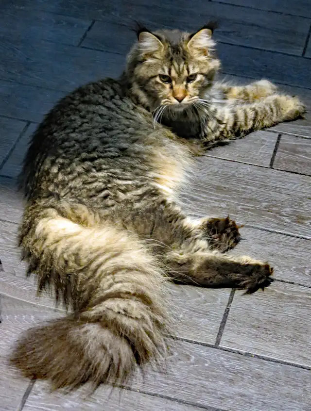 2 CHATONS MAINE COON MALE ET FEMELLE | Cats & Kittens for Rehoming ...