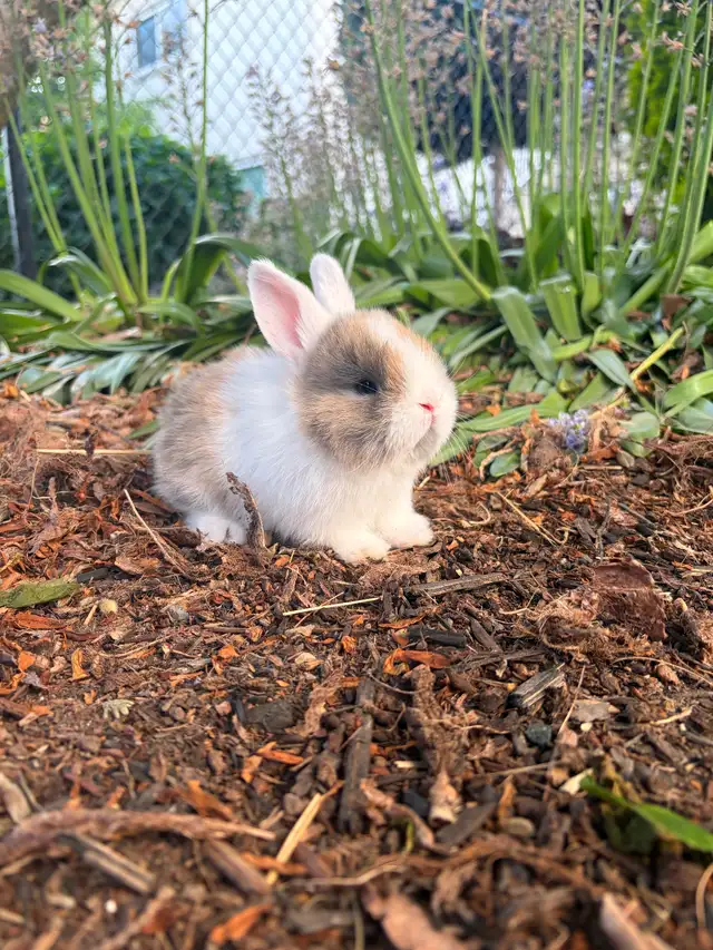 Stunning Purebred Holland Lop Baby Bunnies - Ready June 5th | Small ...