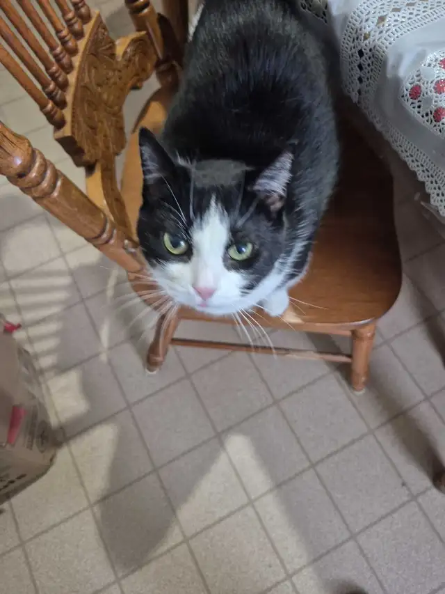 Belle minoue | Cats & Kittens for Rehoming | Sherbrooke | Free local ...