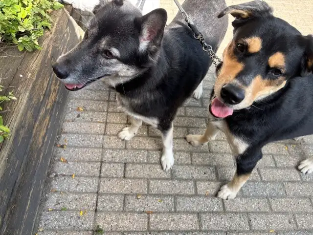 2 Female Dogs | Dogs & Puppies for Rehoming | Kitchener / Waterloo ...