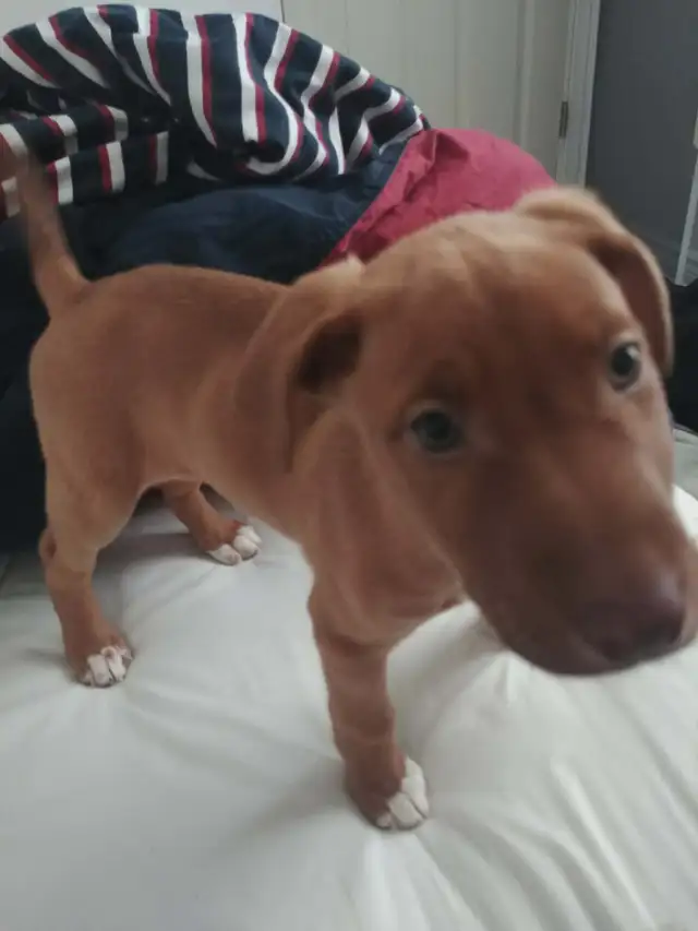 pitbull/terrier dog mix for sale / rehoming | Animal & Pet Services ...