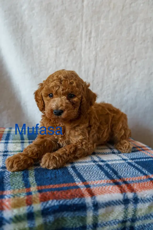 Mini Labradoodle Puppies - 2 Picks Available! | Dogs & Puppies for ...