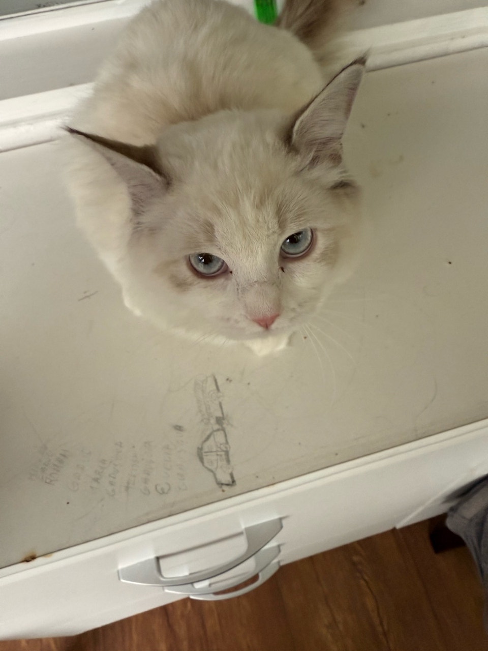 ragdoll cat | Cats & Kittens for Rehoming | City of Toronto | Free ...