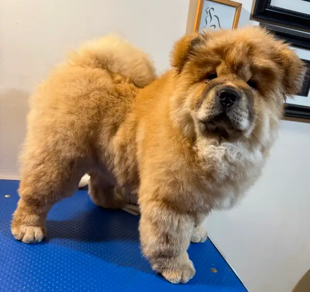 Chow Chow Puppy Female CKC registered | Dogs & Puppies for Rehoming ...