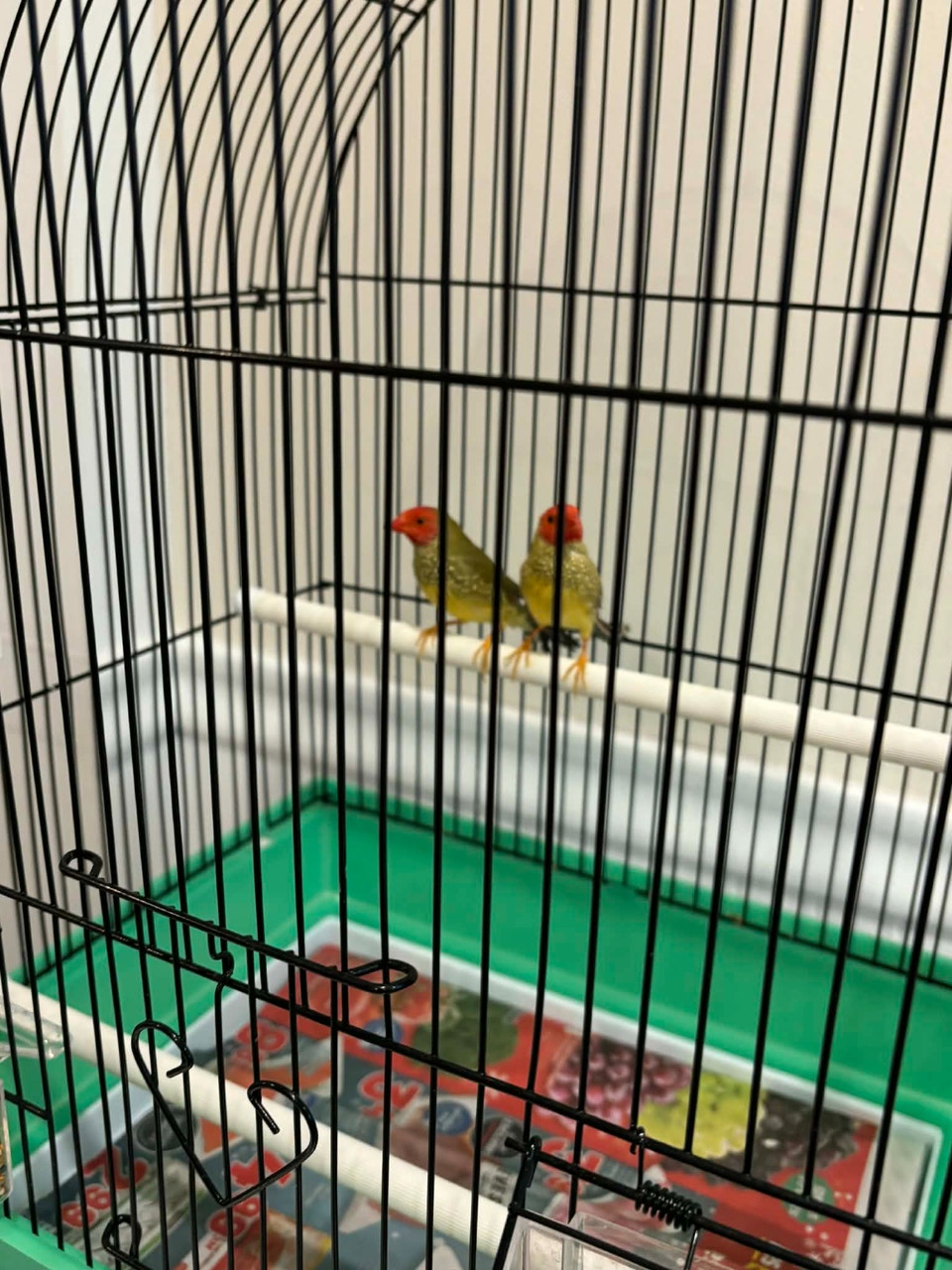 oiseaux pinson | Birds for Rehoming | Granby | Free local classifieds ...