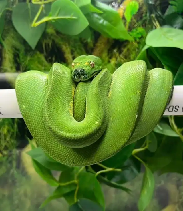 Green Tree Python | Reptiles & Amphibians for Rehoming | Sault Ste. Marie | Free local ...