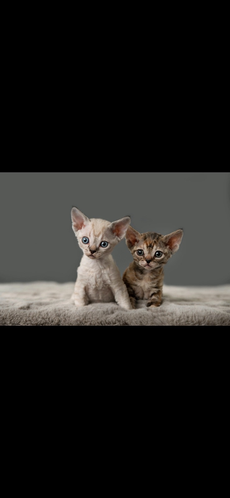 Devon Rex kittens | Cats & Kittens for Rehoming | Edmonton | Kijiji