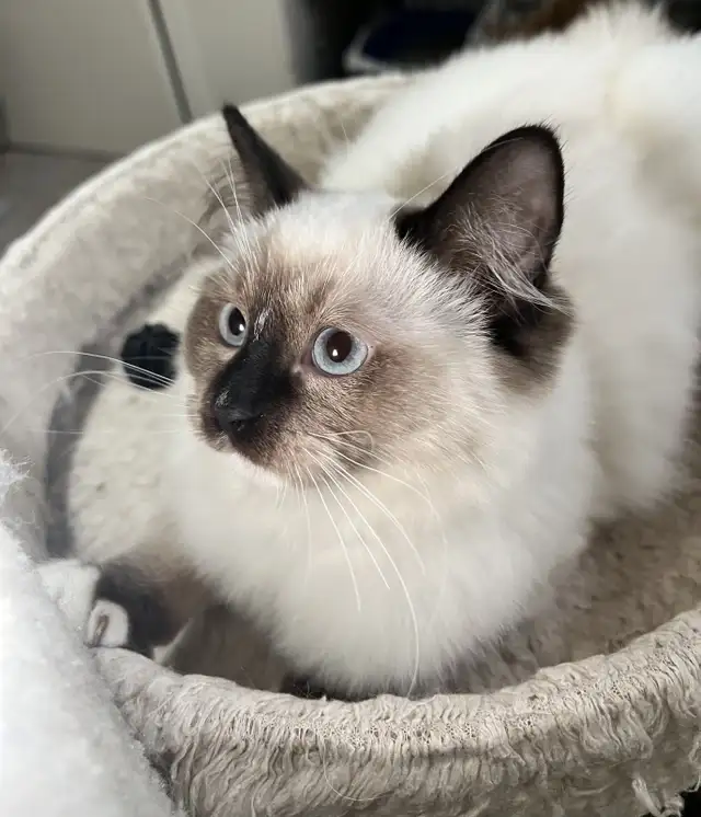 Female Ragdoll Blue Eyed -Seal Point Ragdoll Mix available | Cats ...