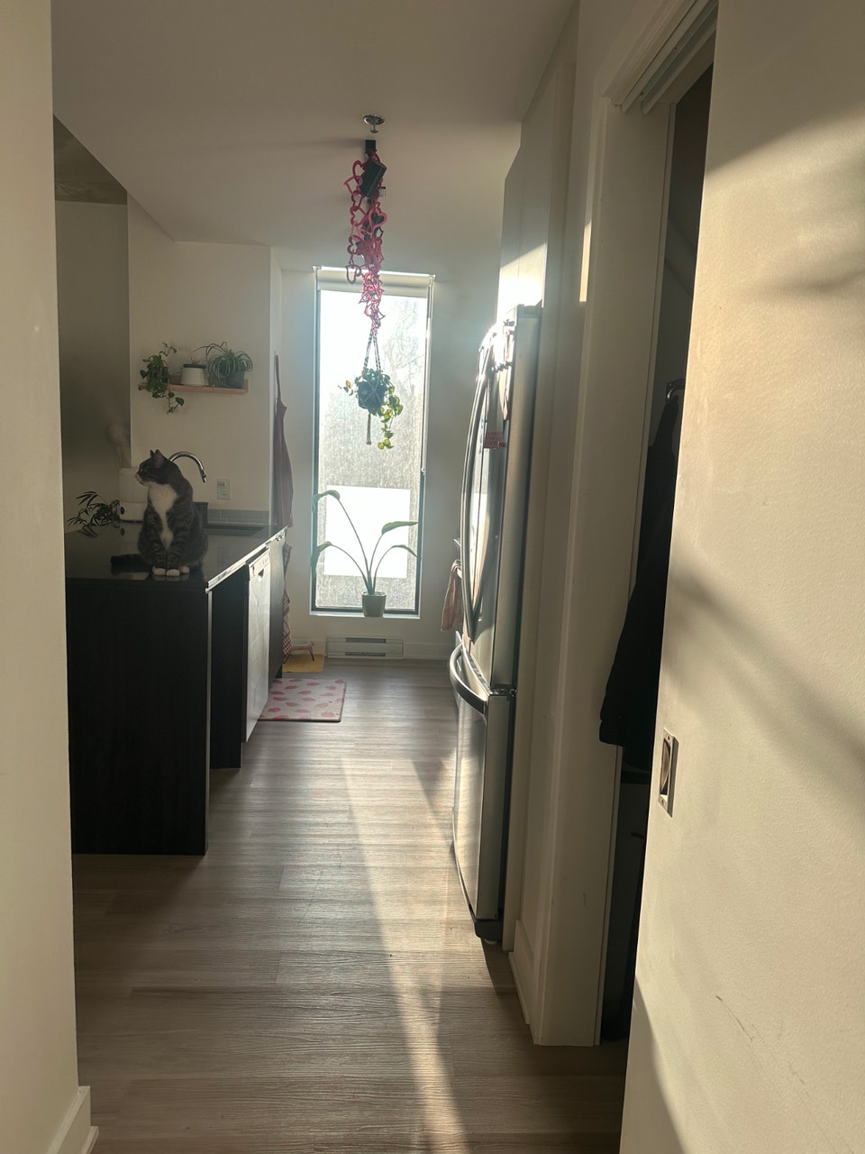 3½ ACCEPTANT LES ANIMAUX | Centre-ville Montréal | Long Term Rentals ...