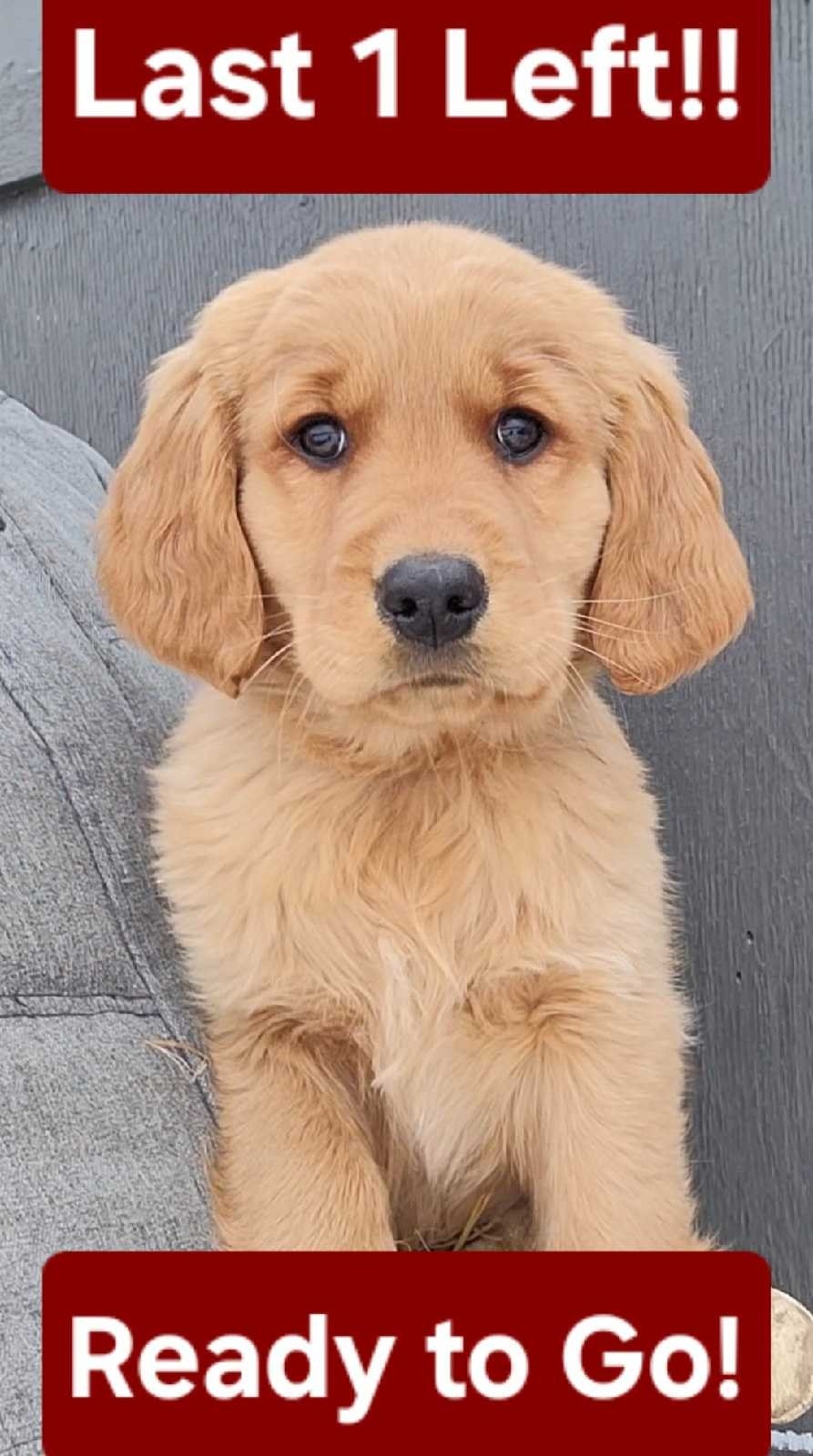 Golden Retriever Irish Setter Puppies! Last 1!! | Dogs & Puppies for ...