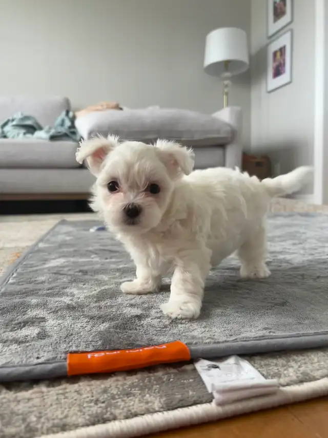 ***Maltese Female Puppy *** one left | Dogs & Puppies for Rehoming ...