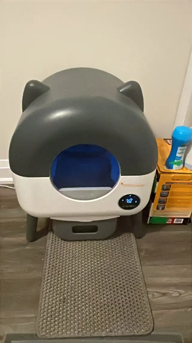 2 Kittens! 1 Male Tabby, 1 Female Orange and Black Ragdoll mix | Cats ...