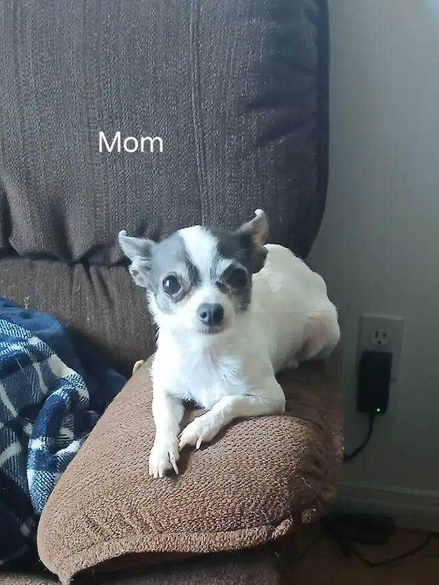 Chihuahua Female Puppy | Dogs & Puppies for Rehoming | Edmonton | Free ...