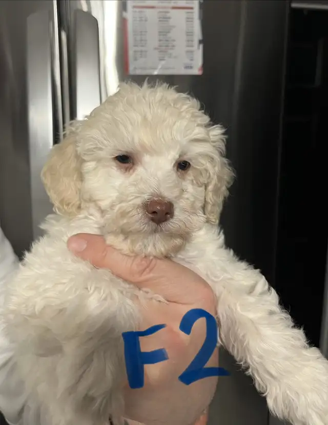 Caniches | Dogs & Puppies for Rehoming | Lévis | Free local classifieds ...