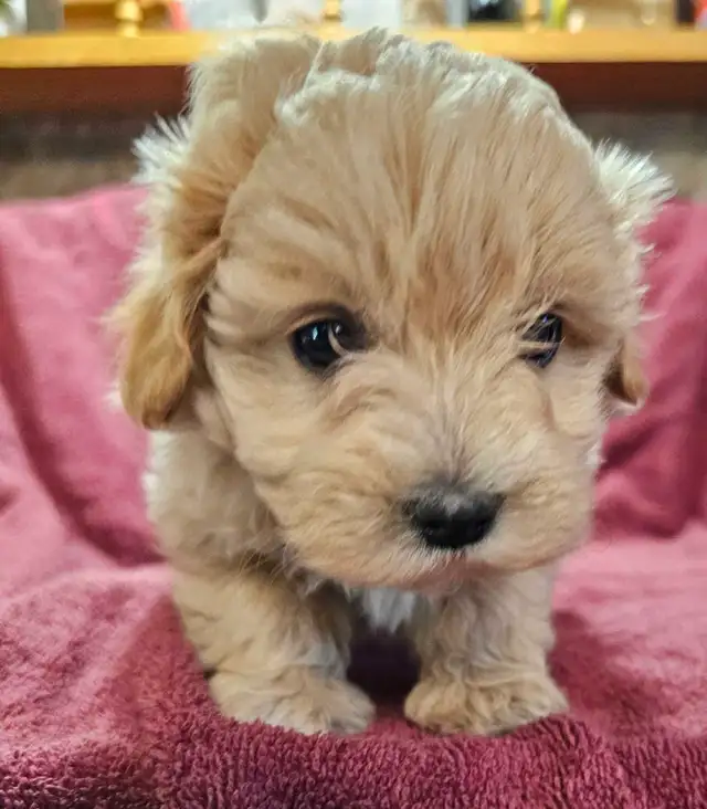 Malti Poo Puppy Female | Dogs & Puppies for Rehoming | Edmonton | Free ...