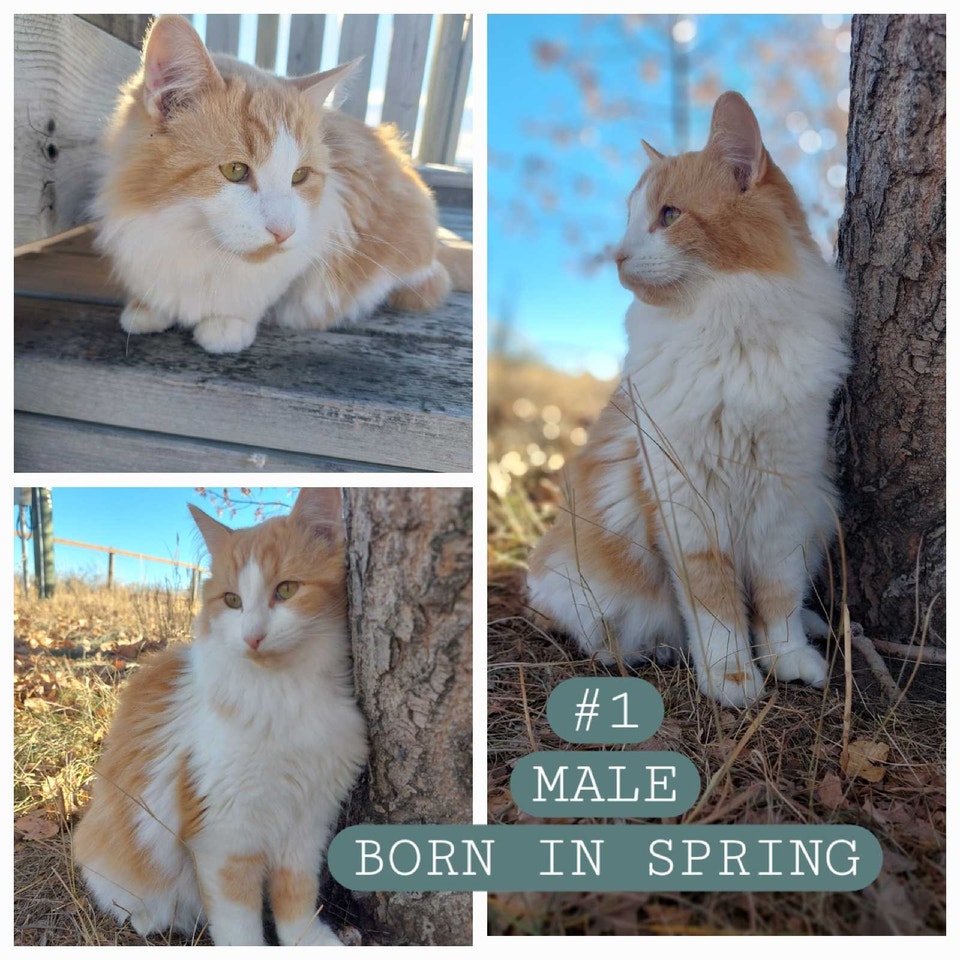 Farm Cats and Kittens for Sale | Cats & Kittens for Rehoming | Calgary ...