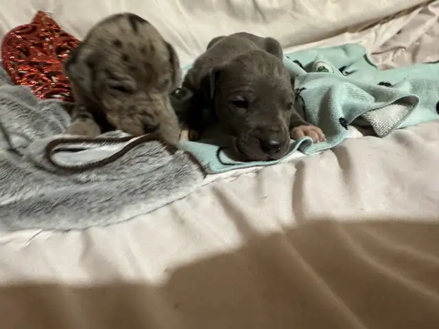 Gorgeous Litter of Great Danes! | Dogs & Puppies for Rehoming | London ...