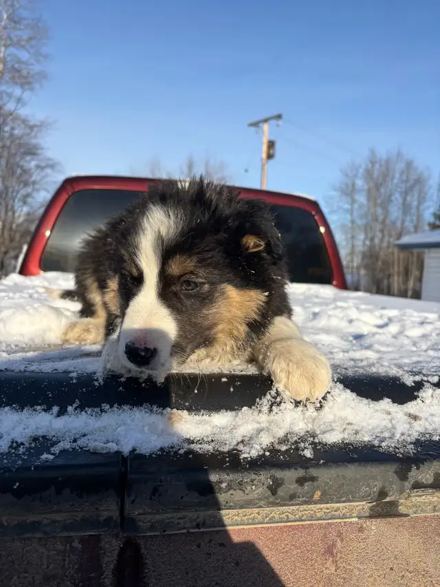 Border Collie Australian Shepherd | Dogs & Puppies for Rehoming ...