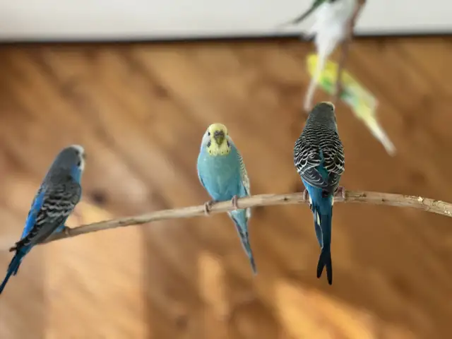 Budgie Bird chilliwack | Birds for Rehoming | Chilliwack | Free local ...