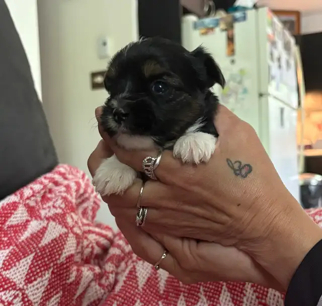 chiots yorkshire biewer | Dogs & Puppies for Rehoming | Laurentides ...