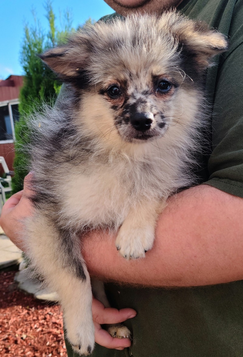 Pomeranian X PomChi Puppies - Ready to Go! | Dogs & Puppies for ...