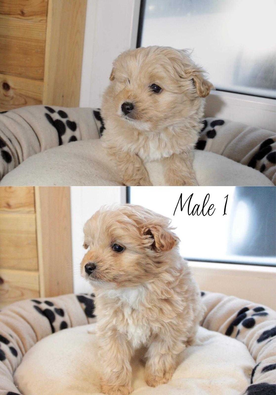 Aussiedoodle toy puppies | Dogs & Puppies for Rehoming | Winnipeg ...