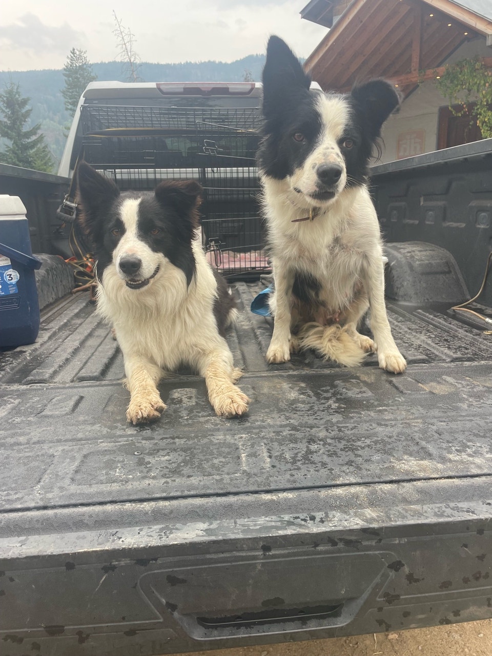 Border Collie Puppies | Dogs & Puppies for Rehoming | Cranbrook | Free ...