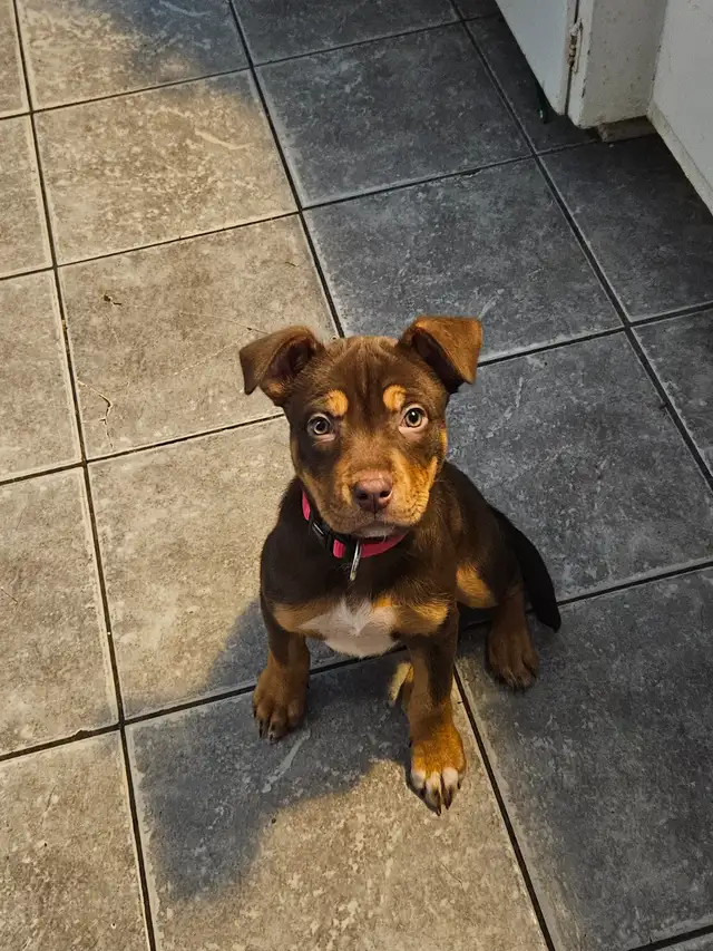 Female puppy available for Christmas needs rehome asap | Dogs & Puppies ...