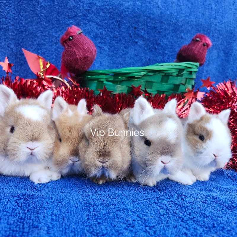 EXTRAORDINARY NETHERLAND DWARF, HOLLAND LOP, MINI REX BUNNIES | Small ...