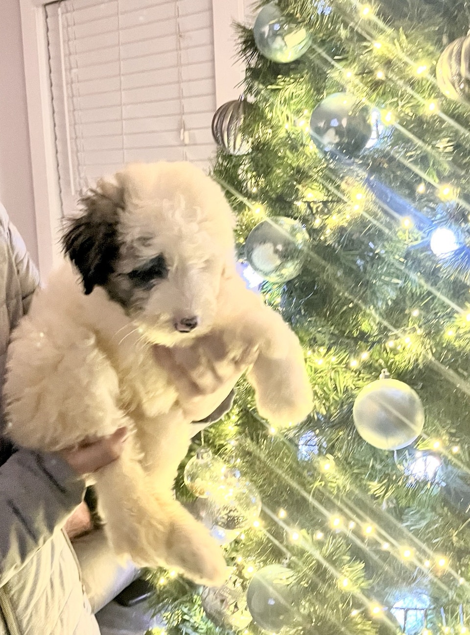 BEAUTIFUL FEMALE REGISTERED POODLE COLLIE BORDOODLE | Dogs & Puppies ...