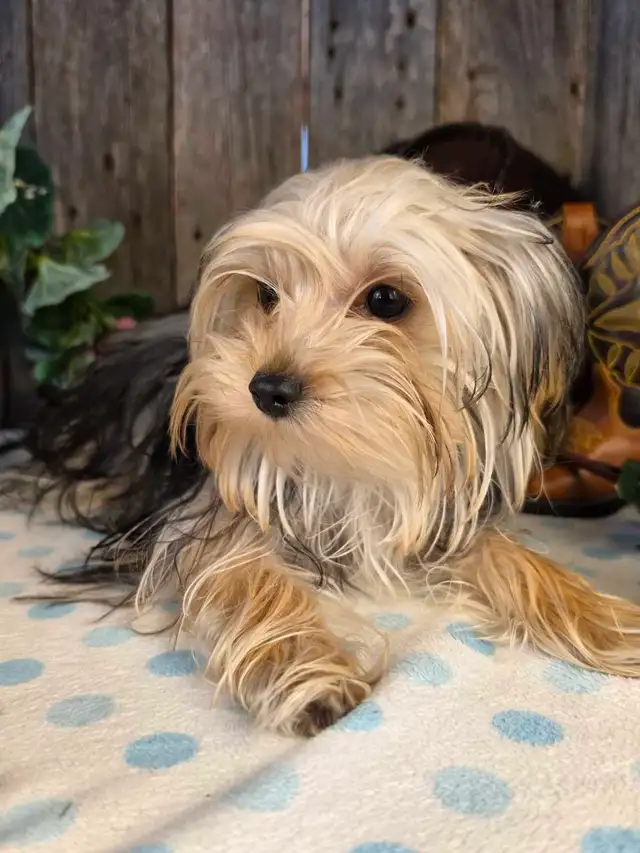 Male Morkie stérilisé, micropucé et vacciné (Bichon x yorkshire) | Dogs ...