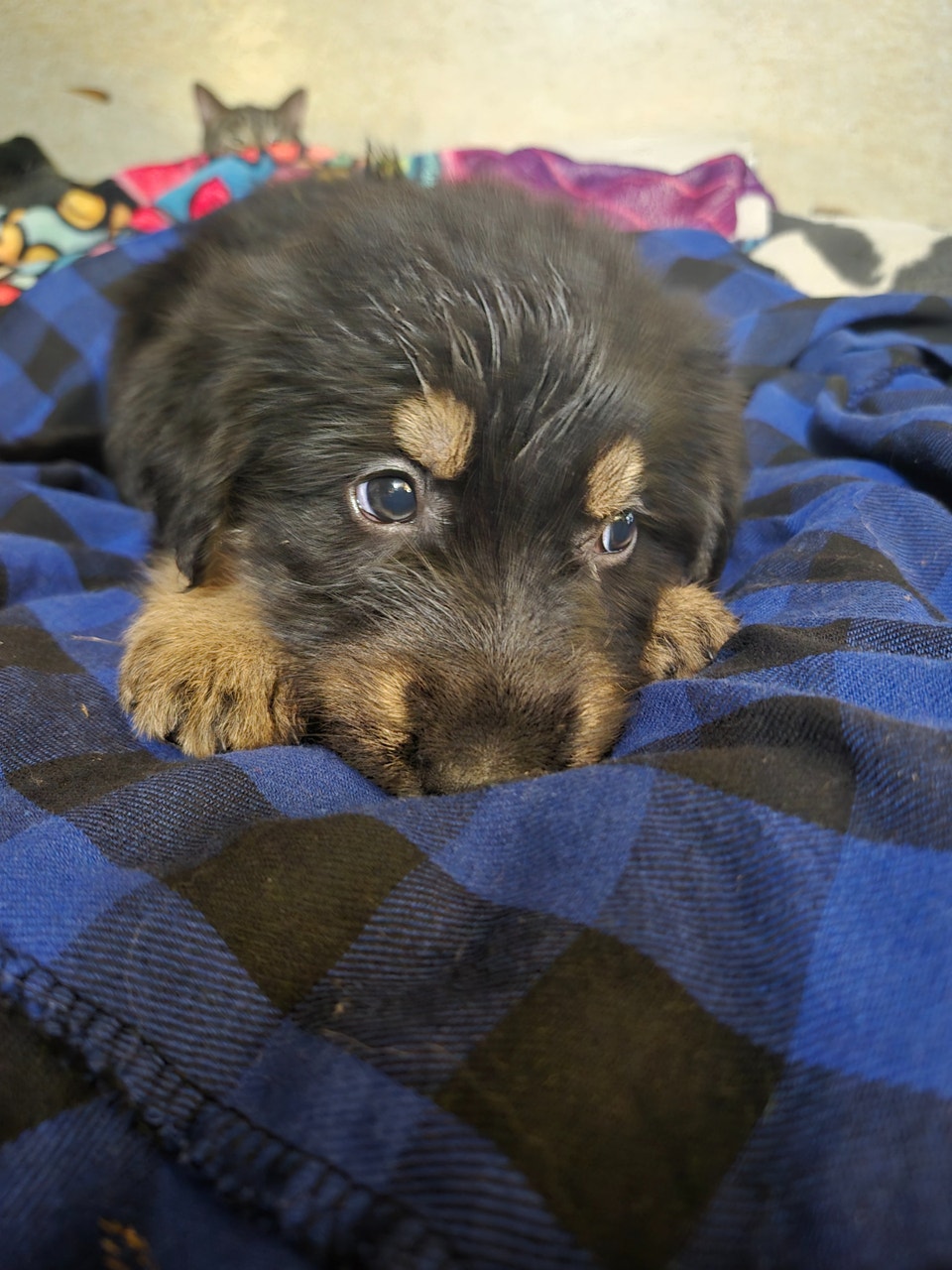 Maremma shepard/poodle cross | Dogs & Puppies for Rehoming | Chilliwack ...